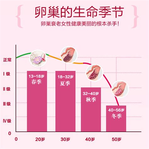卵巢——女人的生命之源