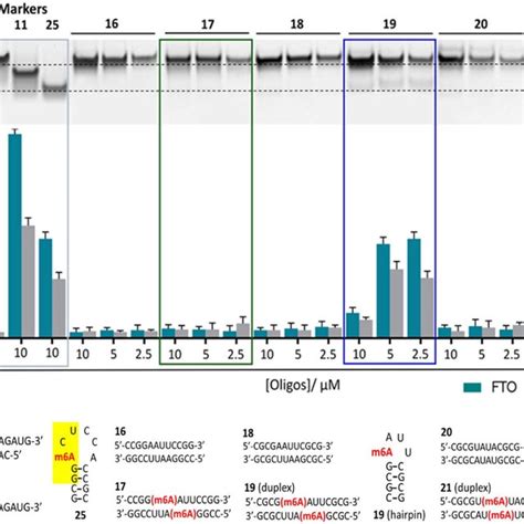Quantification Of Binding Affinity Of Fto To 11 And 25 Using Mst Assay Download Scientific