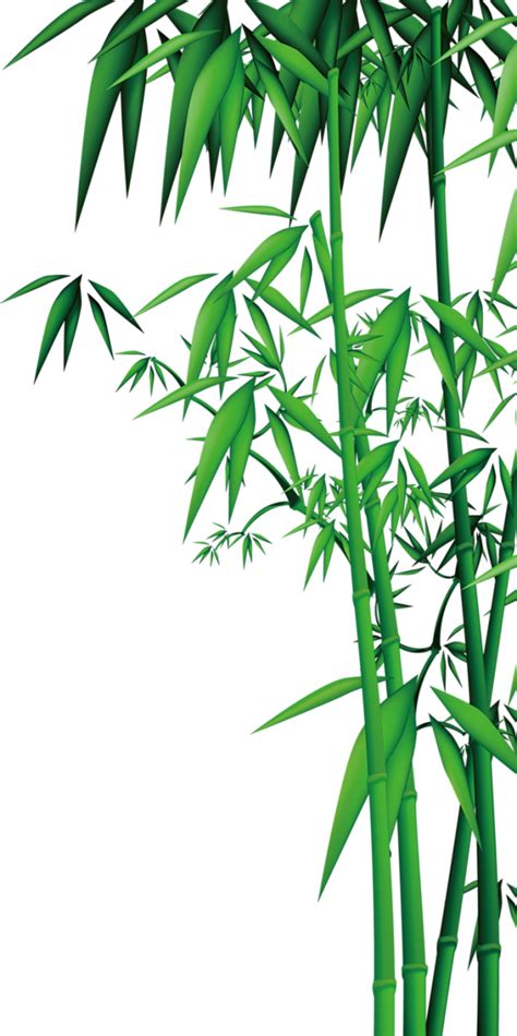 竹子图片绿竹模板png素材 环保