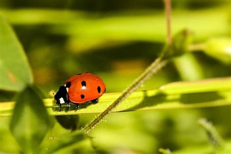 Nature Backdrop Picture Ladybug Perching Wheat Photos In  Format Free And Easy Download