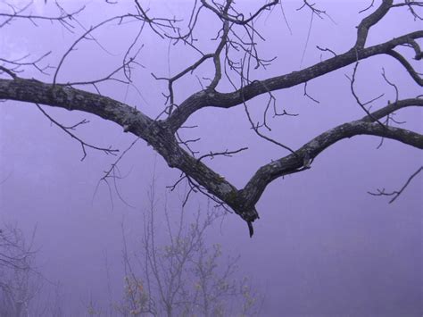 A Look At Tree Limbs The Restoration