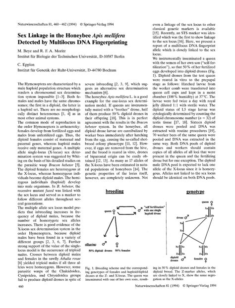 Pdf Sex Linkage In The Honeybee Apis Melliferadetected By Multilocus Dna Fingerprinting