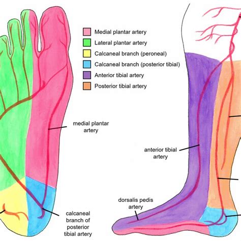 Illustration Of Defined Angiosomes Of The Foot And Ankle Download Scientific Diagram