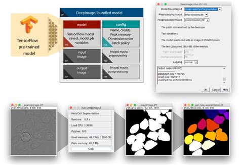 The Deepimagej Plugin Panel A Each Pre Trained Tensorflow Model