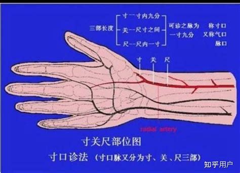 中医把脉，把的究竟是经脉，还是动脉血管？ 知乎