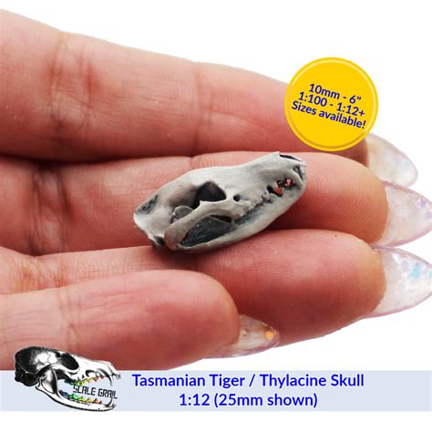 Tasmanian Tiger Skull Field Bones 9 Extinct Miniature Dollhouse