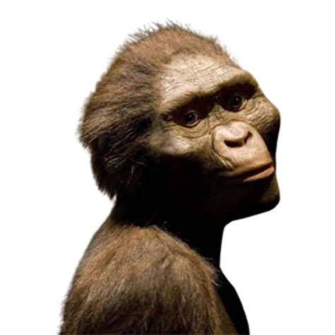 Erfahre Hier Die Geheimnisse Von Australopithecus Afarensis