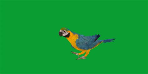 Macaw Parrot Bird 3d Model By Nyilonelycompany
