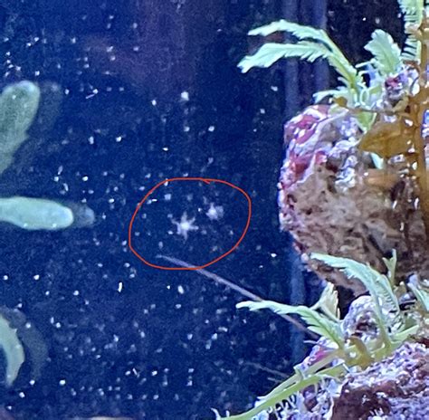 Juvenile Anemone Or Starfish Something Else Entirely Reef2reef