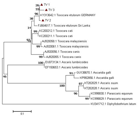 Distance Phylogenetic Tree Constructed By An Unrooted Neighbourjoining