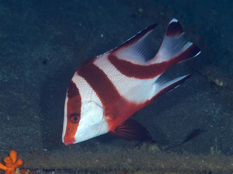 センネンダイ Izuzuki海の生き物大図鑑 笑