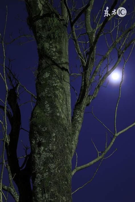 詩生活的藍調夜靜思 每日頭條