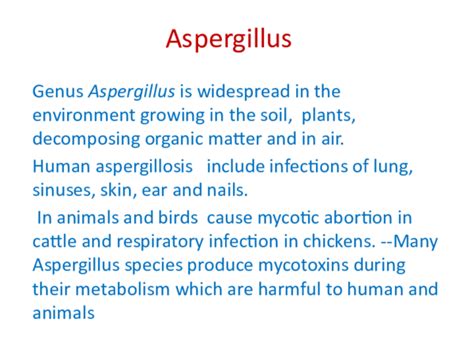 Ppt Aspergillus