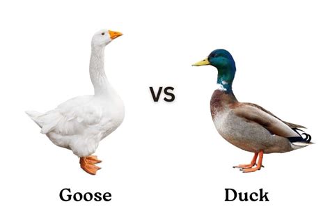 Goose Vs Duck Whats The Difference Bird Helpful