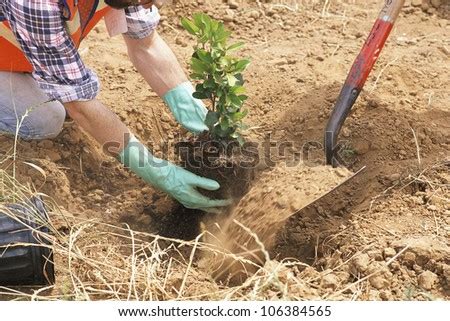 People Planting Trees Stock Photos Images Pictures Shutterstock