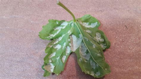 خسارت کنه نمدی در انگور شرکت مهندسی کشاورزی خزانه ای صحرا