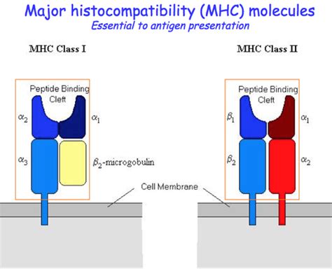Major Histocompatibility Complexes And Antigen Presenting Cells