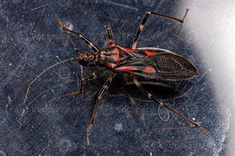 Adult Assassin Bug 13071785 Stock Photo At Vecteezy