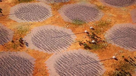 آغاز ساخت بزرگ ترین تلسکوپ رادیویی جهان در استرالیا تازه های علم و فناوری