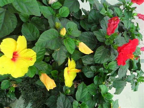 Hibiscus Hibiscus Rosa Sinensis