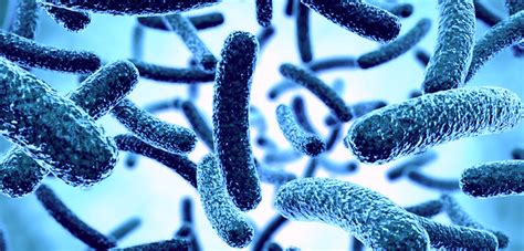 Increase In Diphtheria Cases Caused By C Diphtheriae In France In 2022