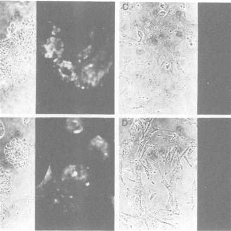 Differential Induction Of Junb And C Fos In C Jun Expressing Cells Download Scientific Diagram