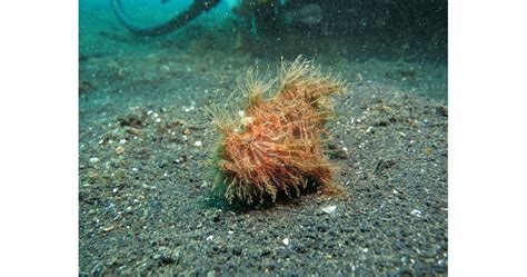 Вижте най опасната за човека риба на света Видео Български Фермер