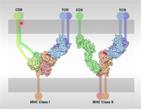 T Cell Development Receptor Repertoire Selection And Cd4 Cd8 Lineage Commitment Flashcards