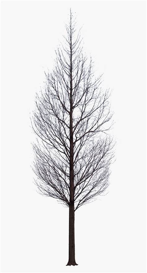 Dark Tree Png Trees For Photoshop Black Transparent Png Kindpng