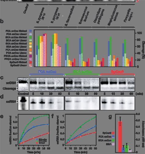 Sgrna Test And Nuclease Activity Of Ancas On Single Stranded Download Scientific Diagram