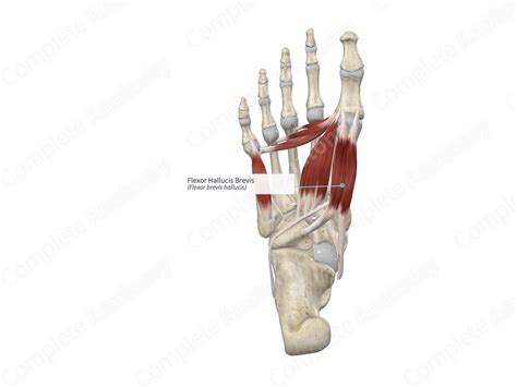Flexor Hallucis Brevis Complete Anatomy Flexor Hallucis Brevis Complete Anatomy