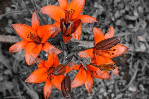 Lily Bloom Effect Stock Image Colourbox Lily Bloom Effect Stock Image Colourbox