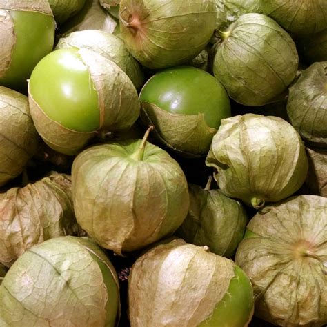 Tomatillo Verde Puebla Seeds The Seed Collection