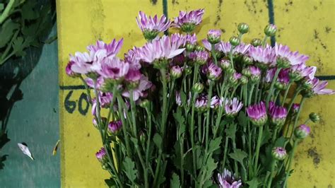 인터넷꽃도매시장 아르거스소국1등급 Youtube