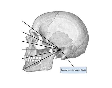 Skull Lines For Radiology Positioning Quiz