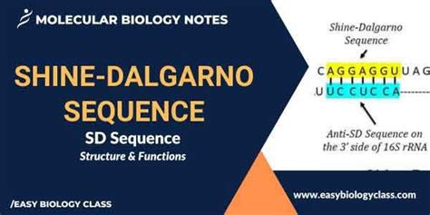 What Is Shine Dalgarno Sequence Easybiologyclass