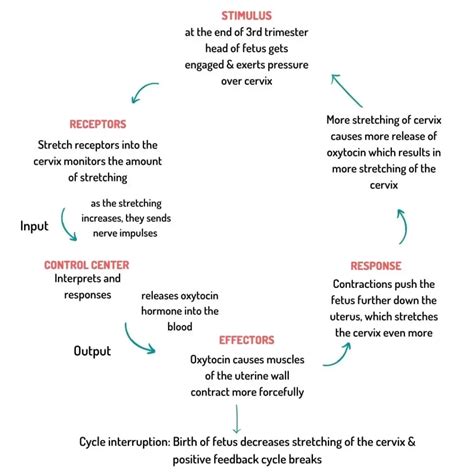 Homeostasis And Feedback System With Examples Physiology And Biochemistry