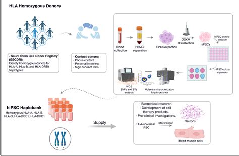 Figure 1 From Hla Based Banking Of Induced Pluripotent Stem Cells In Saudi Arabia Semantic Scholar