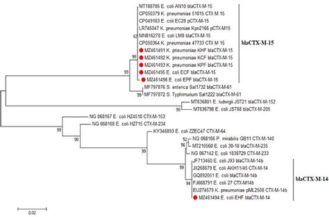 Table 1 From Prevalence And Molecular Characterization Of Extended Spectrum β Lactamases And