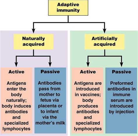 Lymphatic System The Human Body