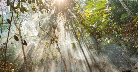 Alertas De Deforestación En La Amazonía Brasileña Suben 25 En Seis