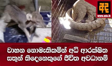 වාහන නොමැතිකමින් අධි ආරක්ෂිත සතුන් තිදෙනෙකුගේ ජීවිත අවධානම් Ada Online