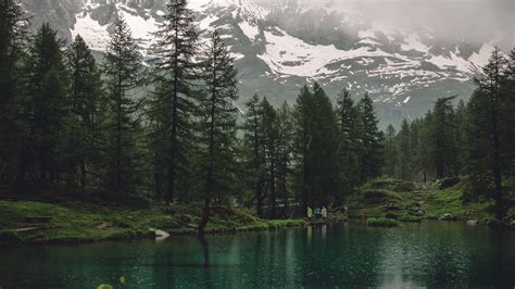 Rainy Forest 4k Wallpapers Wallpaper Cave