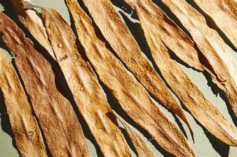 좁고 베이지색의 노란 잎에서 녹색에 물방울이 떨어지는 자연스러운 가을 질감 아름다운가을 식물 패턴 젖은 가을 잎 평면도 미적 자연 정물 매크로 사진 10월에 대한 스톡 사진