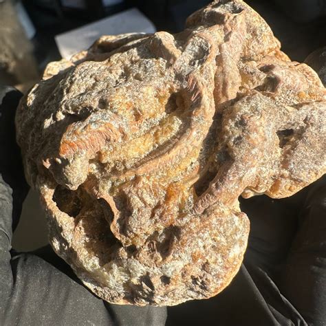 Awesome Fossilized Worms In Deep Dark Orange Calcite Coral Etsy