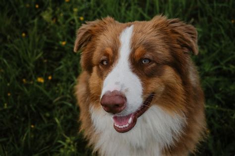 Premium Photo Close Up Portrait Of Young Australian Shepherd Dog Of