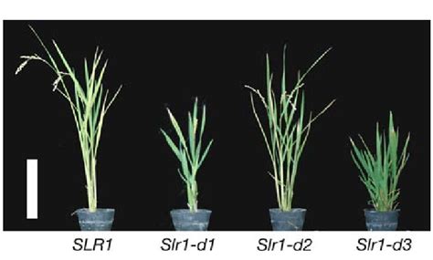 Gross Morphology Of Transgenic Plants Overproducing Mutant Slr1 Download Scientific Diagram