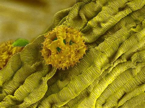 Dandelion Pollen Sem Stock Image C0476936 Science Photo Library