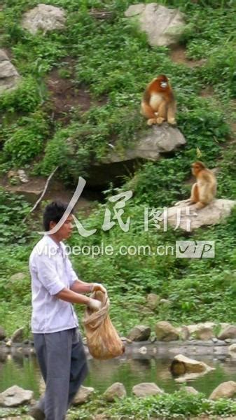 陕西秦岭金丝猴种群正在逐步扩大 人民图片网