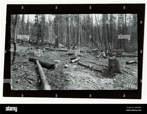 slash disposal piling and burning photographs relating to national